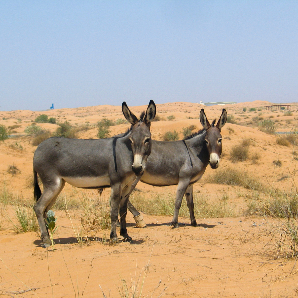 Your Enemy’s Lost Donkey – Lismore Bible Church